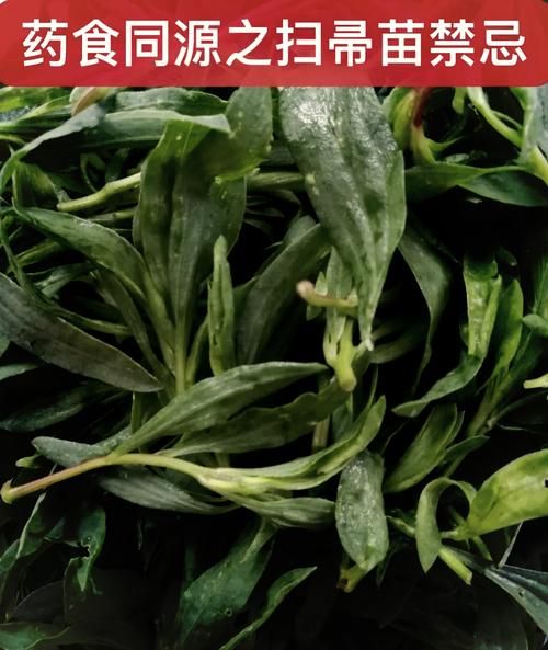 扫帚菜的功效与作用_扫帚菜怎么吃最养生-第3张图片-山城妙识 扫帚菜的功效与作用_扫帚菜怎么吃最养生-第3张图片-山城妙识