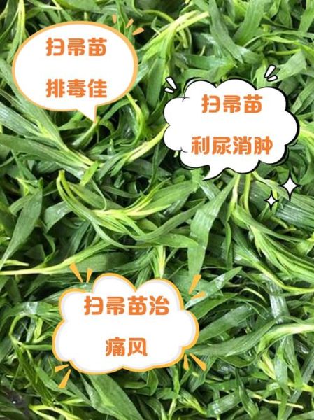 扫帚菜的功效与作用_扫帚菜怎么吃最养生-第1张图片-山城妙识 扫帚菜的功效与作用_扫帚菜怎么吃最养生-第1张图片-山城妙识