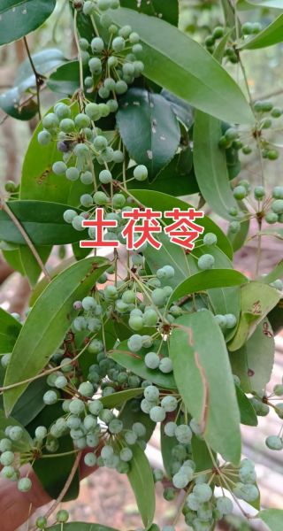 土茯苓的功效与作用_土茯苓能治痛风吗-第2张图片-山城妙识 土茯苓的功效与作用_土茯苓能治痛风吗-第2张图片-山城妙识