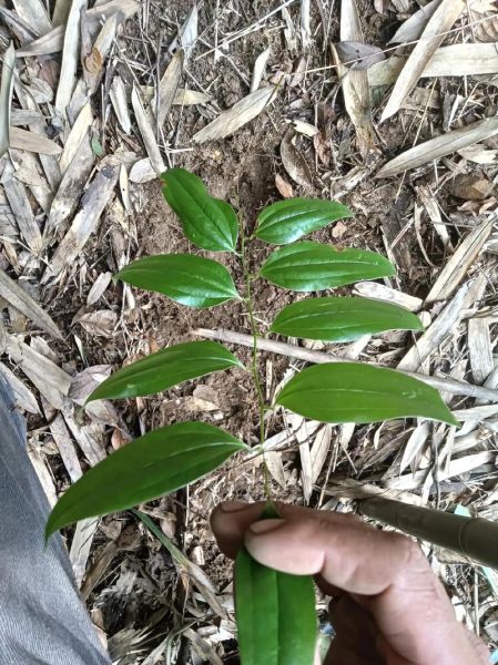 土茯苓的功效与作用_土茯苓能治痛风吗-第3张图片-山城妙识 土茯苓的功效与作用_土茯苓能治痛风吗-第3张图片-山城妙识