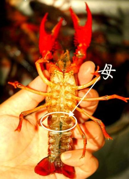 大龙虾图片_如何辨别真假-第1张图片-山城妙识