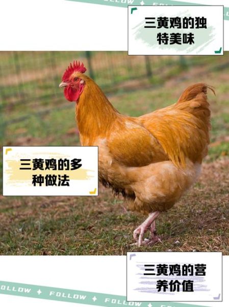 三黄鸡的营养价值_三黄鸡适合什么人吃-第2张图片-山城妙识 三黄鸡的营养价值_三黄鸡适合什么人吃-第2张图片-山城妙识