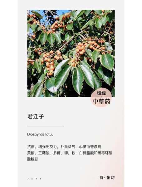 小柿子黑枣的功效与作用_适合哪些人吃-第2张图片-山城妙识 小柿子黑枣的功效与作用_适合哪些人吃-第2张图片-山城妙识