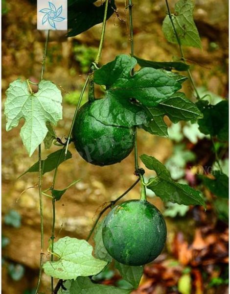 瓜蒌的副作用伤肝吗_如何避免瓜蒌伤肝-第3张图片-山城妙识