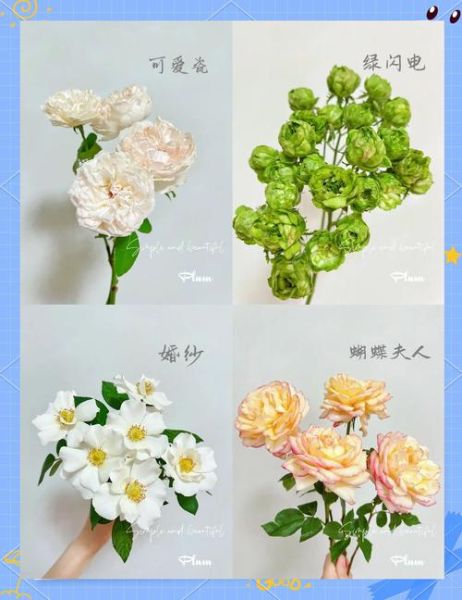 月季花图片大全大图_月季花品种怎么区分-第2张图片-山城妙识 月季花图片大全大图_月季花品种怎么区分-第2张图片-山城妙识
