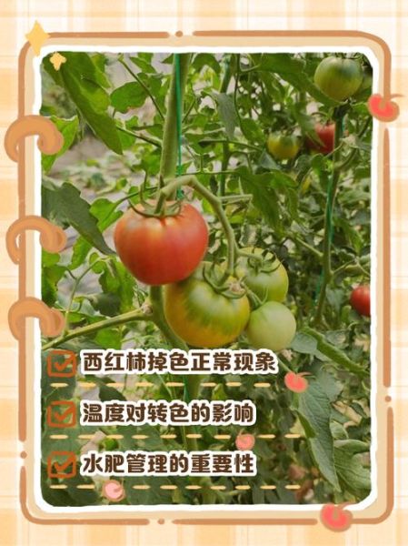 西红柿容易胎停怎么办_西红柿胎停原因及预防-第1张图片-山城妙识 西红柿容易胎停怎么办_西红柿胎停原因及预防-第1张图片-山城妙识