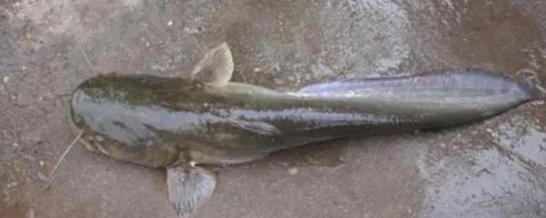 二根胡须的鲶鱼叫什么_常见品种与特征-第2张图片-山城妙识