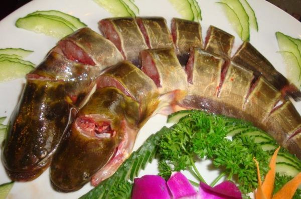 二根胡须的鲶鱼叫什么_常见品种与特征-第3张图片-山城妙识