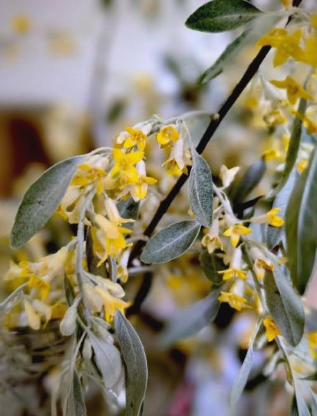 沙枣花图片_沙枣花长什么样-第1张图片-山城妙识