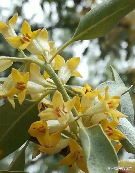 沙枣花图片_沙枣花长什么样-第3张图片-山城妙识