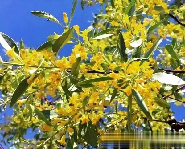 沙枣花图片_沙枣花长什么样-第2张图片-山城妙识