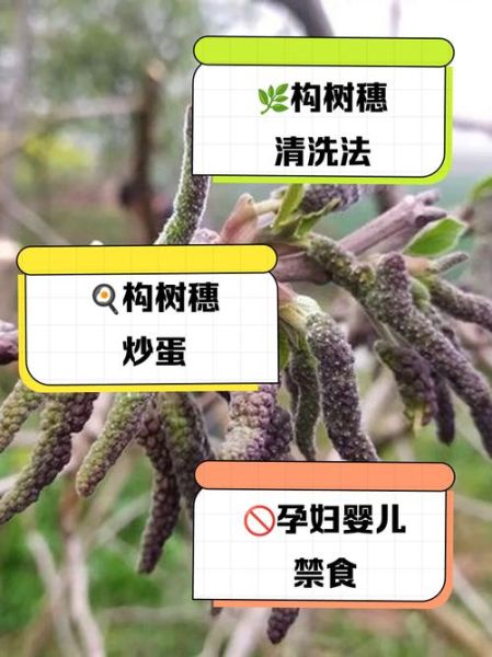 构树穗的功效与作用_构树穗的禁忌有哪些-第1张图片-山城妙识 构树穗的功效与作用_构树穗的禁忌有哪些-第1张图片-山城妙识