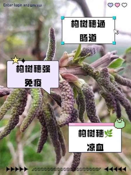 构树穗的功效与作用_构树穗的禁忌有哪些-第3张图片-山城妙识 构树穗的功效与作用_构树穗的禁忌有哪些-第3张图片-山城妙识