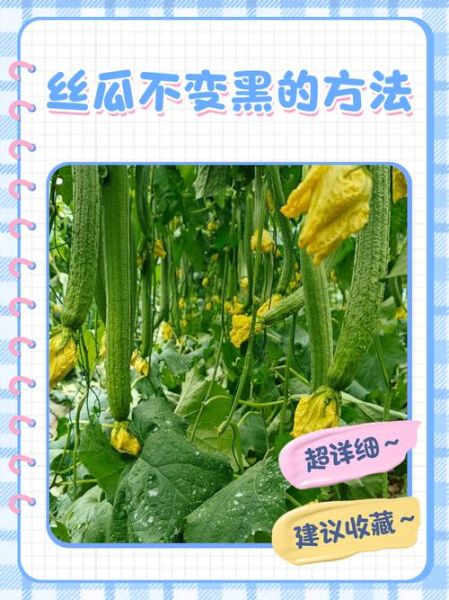 炒丝瓜不黑的窍门_丝瓜怎么炒不发黑-第2张图片-山城妙识