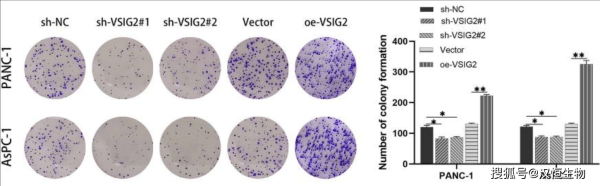 琼脂是什么做的_琼脂和吉利丁区别-第1张图片-山城妙识