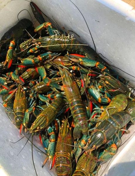 澳洲淡水龙虾怎么做_澳洲淡水龙虾清蒸还是水煮-第1张图片-山城妙识 澳洲淡水龙虾怎么做_澳洲淡水龙虾清蒸还是水煮-第1张图片-山城妙识