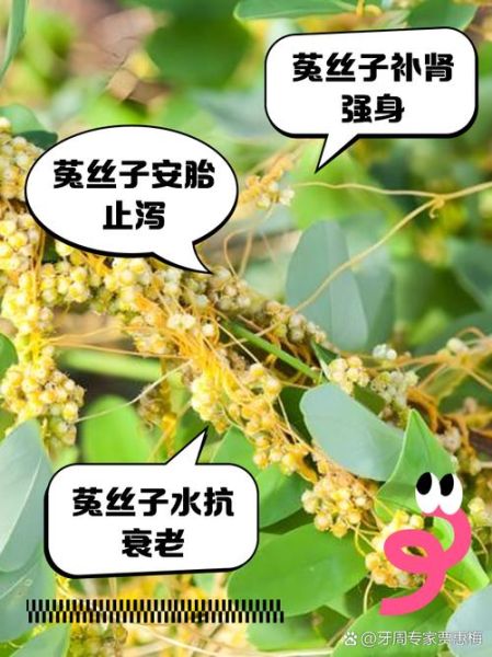 菟丝子泡水喝的功效与副作用_适合人群与禁忌-第2张图片-山城妙识