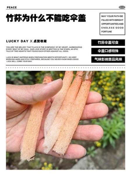 竹荪不适宜人群有哪些_竹荪哪些人不能吃-第3张图片-山城妙识 竹荪不适宜人群有哪些_竹荪哪些人不能吃-第3张图片-山城妙识