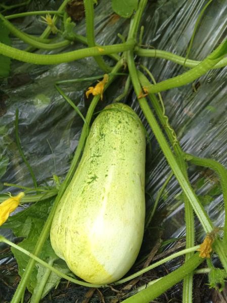 佛手瓜怎么种_佛手瓜种植视频教程-第2张图片-山城妙识 佛手瓜怎么种_佛手瓜种植视频教程-第2张图片-山城妙识