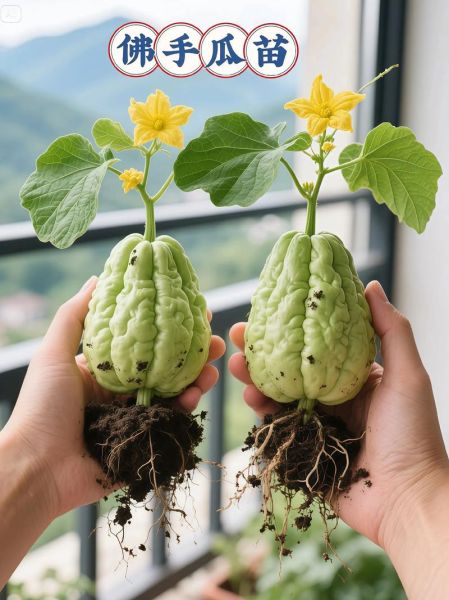 佛手瓜怎么种_佛手瓜种植视频教程-第1张图片-山城妙识 佛手瓜怎么种_佛手瓜种植视频教程-第1张图片-山城妙识