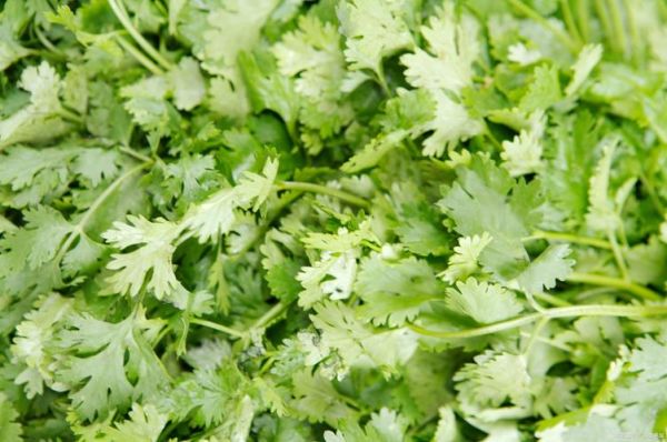 香菜图片大全_香菜长什么样-第2张图片-山城妙识