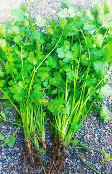 香菜图片大全_香菜长什么样-第3张图片-山城妙识