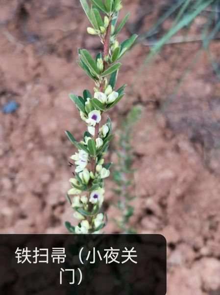 路边常见草药有哪些_如何辨认并安全使用-第1张图片-山城妙识 路边常见草药有哪些_如何辨认并安全使用-第1张图片-山城妙识