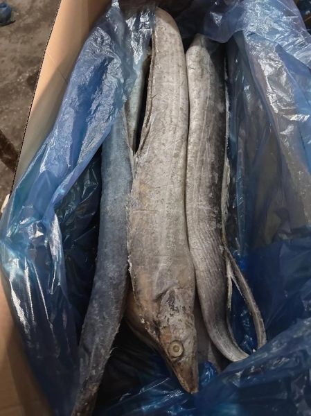 带鱼多少钱一斤_带鱼价格为什么波动大-第3张图片-山城妙识