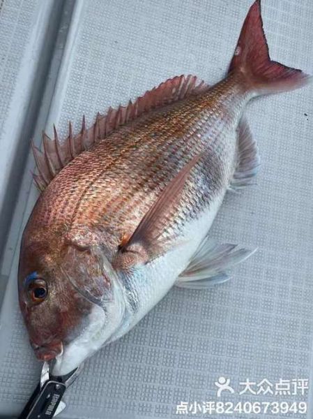 红加吉鱼多少钱一斤_红加吉鱼怎么做好吃-第1张图片-山城妙识
