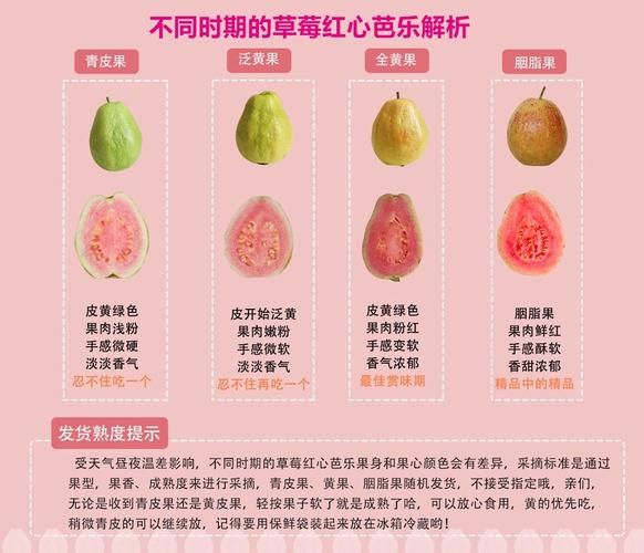 芭乐要放软了才能吃吗_如何判断成熟度-第1张图片-山城妙识