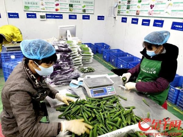 广州菜篮子价格哪里查_广州菜篮子配送怎么订-第1张图片-山城妙识 广州菜篮子价格哪里查_广州菜篮子配送怎么订-第1张图片-山城妙识