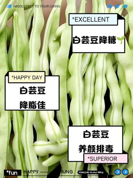 白芸豆的功效与作用_白芸豆的禁忌症有哪些-第2张图片-山城妙识 白芸豆的功效与作用_白芸豆的禁忌症有哪些-第2张图片-山城妙识