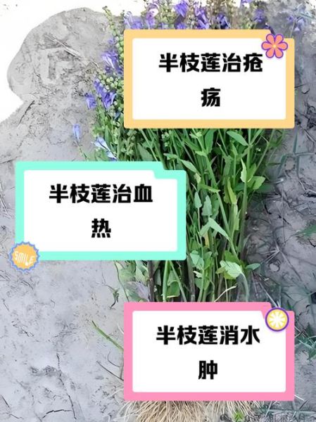 半枝莲的功效与作用_半枝莲能治哪些病-第2张图片-山城妙识 半枝莲的功效与作用_半枝莲能治哪些病-第2张图片-山城妙识