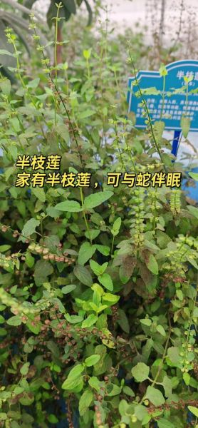 半枝莲的功效与作用_半枝莲能治哪些病-第3张图片-山城妙识 半枝莲的功效与作用_半枝莲能治哪些病-第3张图片-山城妙识