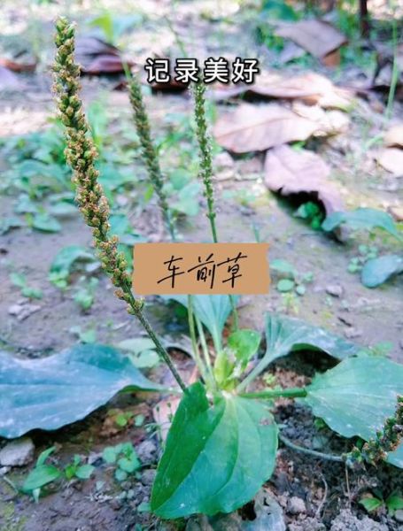 假车前草图片大全_如何辨别真假车前草-第2张图片-山城妙识