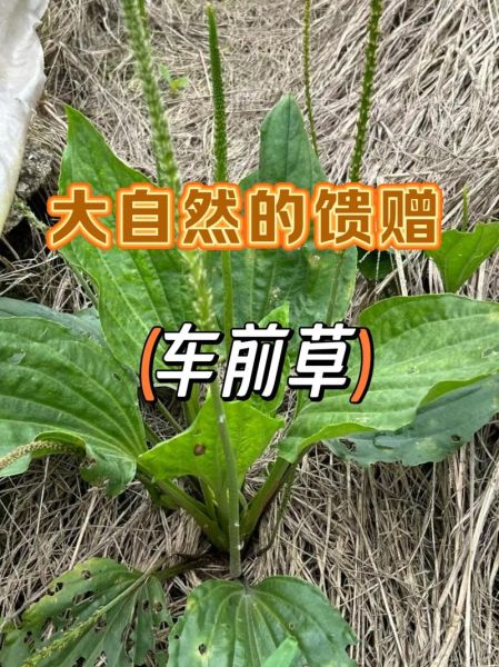 假车前草图片大全_如何辨别真假车前草-第1张图片-山城妙识
