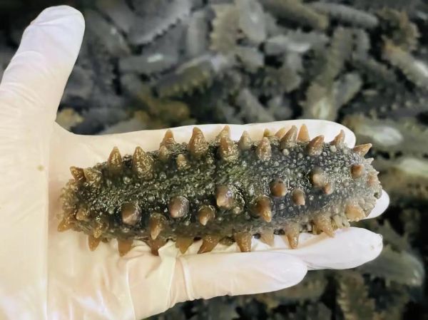 大连海参批发市场地址_怎么走最方便-第2张图片-山城妙识 大连海参批发市场地址_怎么走最方便-第2张图片-山城妙识