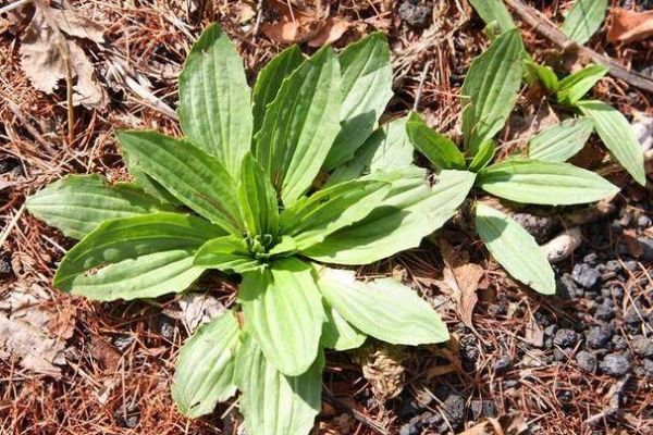 假车前草图片大全_如何辨别真假车前草-第3张图片-山城妙识