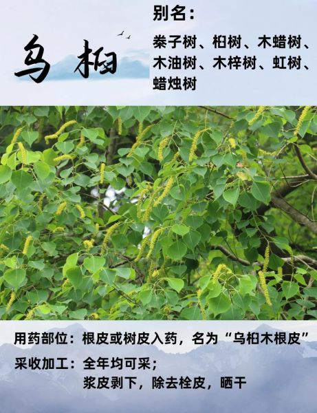 乌桕树什么时候开花_乌桕树适合种在庭院吗-第1张图片-山城妙识