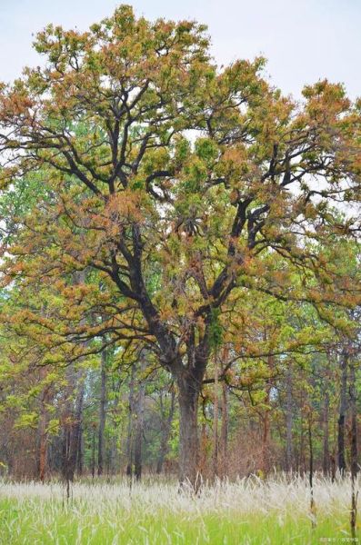乌桕树什么时候开花_乌桕树适合种在庭院吗-第2张图片-山城妙识