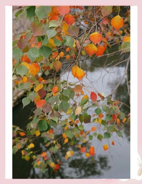 乌桕树什么时候开花_乌桕树适合种在庭院吗-第3张图片-山城妙识