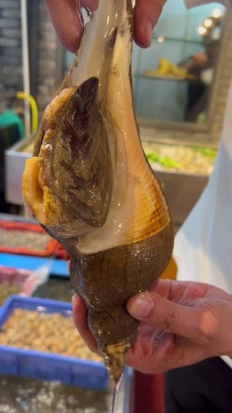 响螺图片_响螺怎么做好吃-第3张图片-山城妙识 响螺图片_响螺怎么做好吃-第3张图片-山城妙识