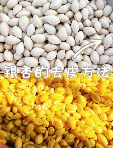 银杏果怎样食用_银杏果一天吃多少粒-第1张图片-山城妙识 银杏果怎样食用_银杏果一天吃多少粒-第1张图片-山城妙识