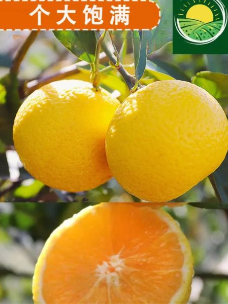 甜桔柚图片长什么样_如何区分甜桔柚与葡萄柚-第1张图片-山城妙识 甜桔柚图片长什么样_如何区分甜桔柚与葡萄柚-第1张图片-山城妙识