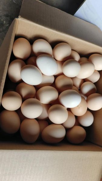 鸡蛋图片大全大图_鸡蛋高清大图怎么拍-第1张图片-山城妙识 鸡蛋图片大全大图_鸡蛋高清大图怎么拍-第1张图片-山城妙识