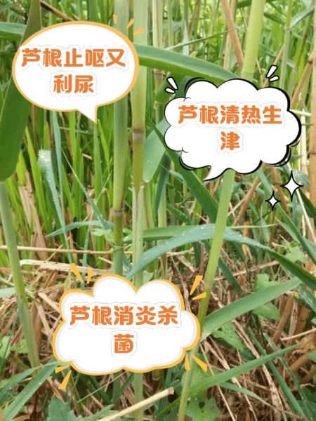 芦根的功效与作用及副作用_孕妇能吃吗-第1张图片-山城妙识 芦根的功效与作用及副作用_孕妇能吃吗-第1张图片-山城妙识