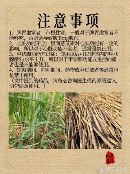 芦根的功效与作用及副作用_孕妇能吃吗-第2张图片-山城妙识 芦根的功效与作用及副作用_孕妇能吃吗-第2张图片-山城妙识