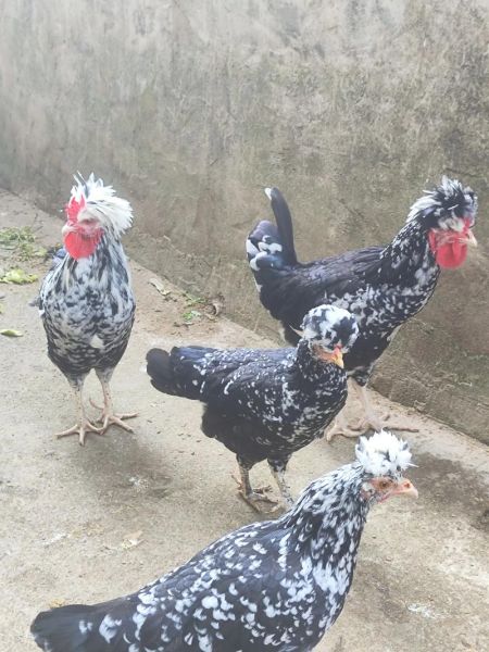 贵妃鸡怎么分公母_贵妃鸡公母辨别技巧-第1张图片-山城妙识 贵妃鸡怎么分公母_贵妃鸡公母辨别技巧-第1张图片-山城妙识