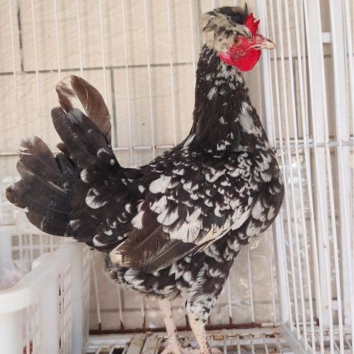 贵妃鸡怎么分公母_贵妃鸡公母辨别技巧-第3张图片-山城妙识 贵妃鸡怎么分公母_贵妃鸡公母辨别技巧-第3张图片-山城妙识