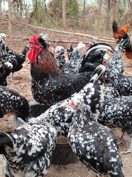 贵妃鸡怎么分公母_贵妃鸡公母辨别技巧-第2张图片-山城妙识 贵妃鸡怎么分公母_贵妃鸡公母辨别技巧-第2张图片-山城妙识